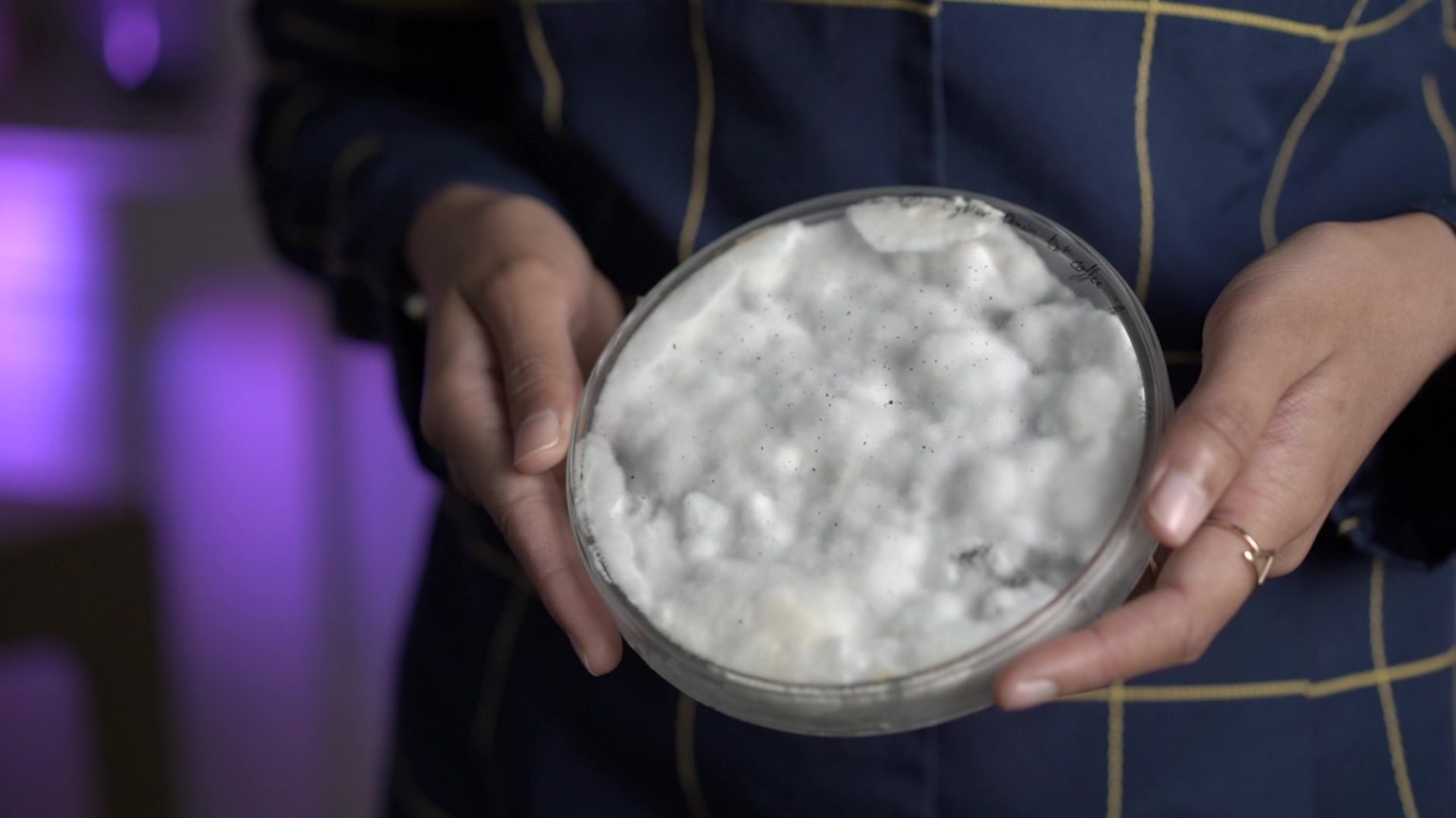 Palpatine - Distributed Design Platform